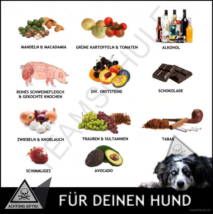 Vergiftungsanzeichen und Klassifizierung | TeamSchule für Mensch und Hund
