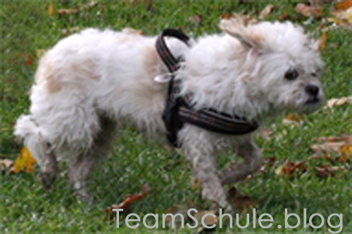 Ich korrigiere nur! | TeamSchule für Mensch und Hund